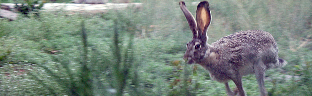 Call of the Wild - Live Taos